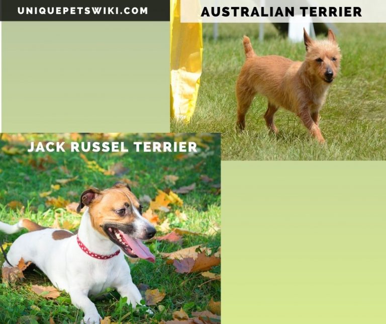 Top 6 Most Beautiful Small Hunting Dog Breeds (With Pictures)