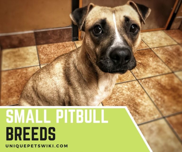 Top 5 Small Pitbull Breeds For Pets (Facts With Photos)