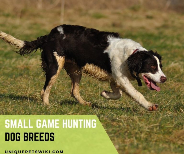 Top 6 Small Game Hunting Dog Breeds
