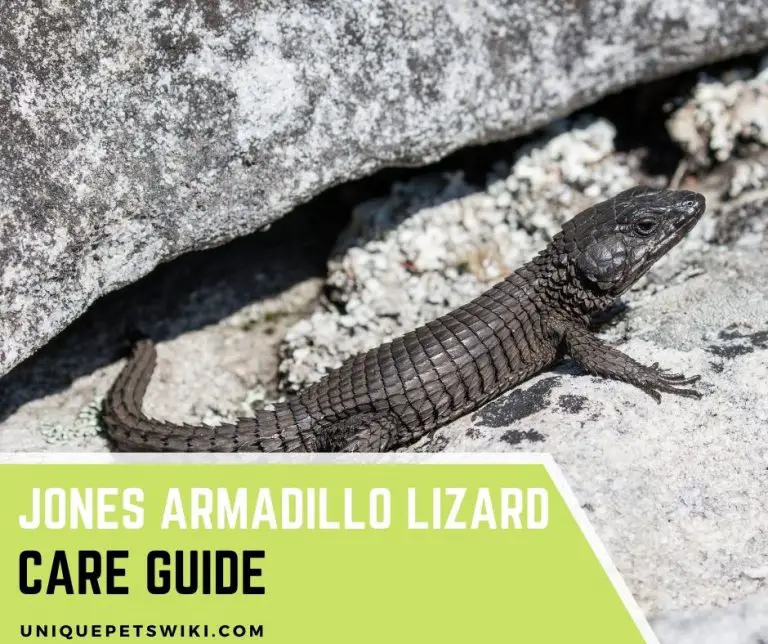 Jones Armadillo Lizard Care Guide: 7 Important Facts To Know