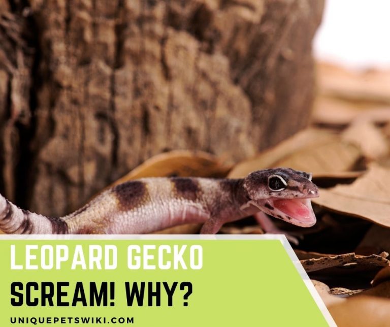 Leopard Geckos Scream: What Does That Mean? #5 Reasons Why