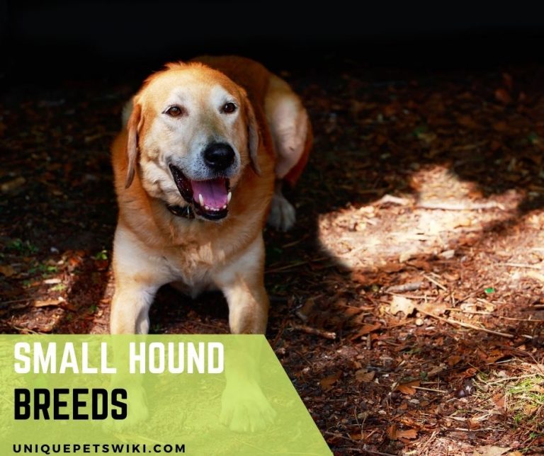 Top 13 Small Hound Breeds that Stay Small for Hunting Games