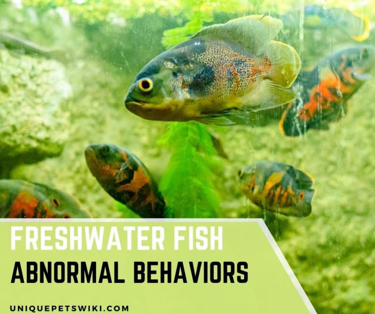 Freshwater Fish Abnormal Behaviors: #25 Behaviors Explained