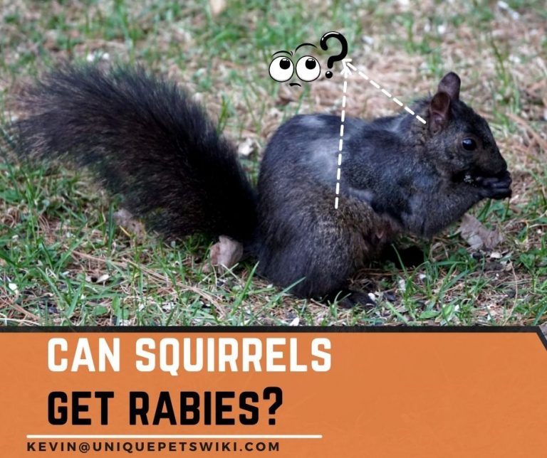 Do Squirrels Carry Rabies? 5 Facts You Need To Know