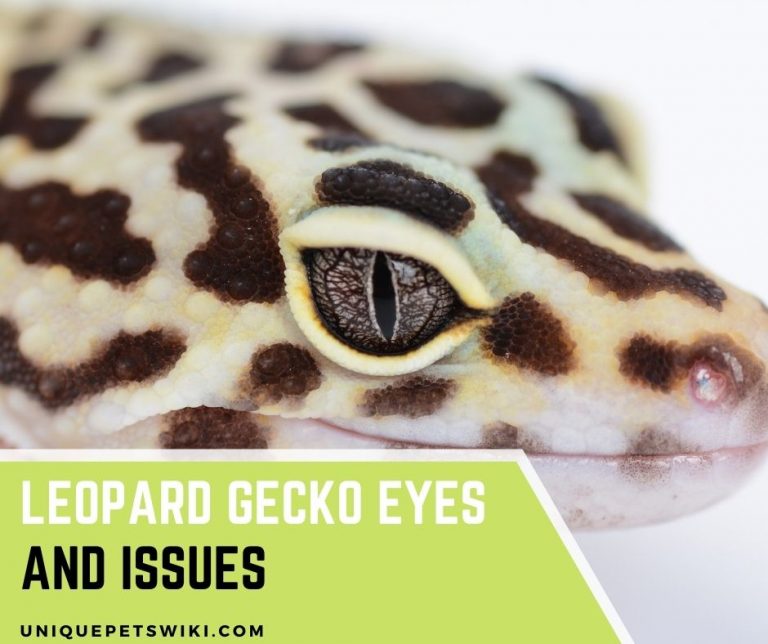 Leopard Gecko Eye Problems: Common Issues and Solutions