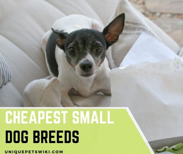 Top 8 Cheapest Small Dog Breeds To Keep As Pets