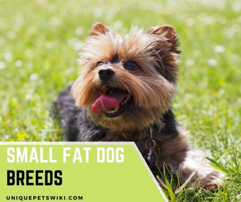 Small Fat Dog Breeds: The Cutest and Cuddliest Canines