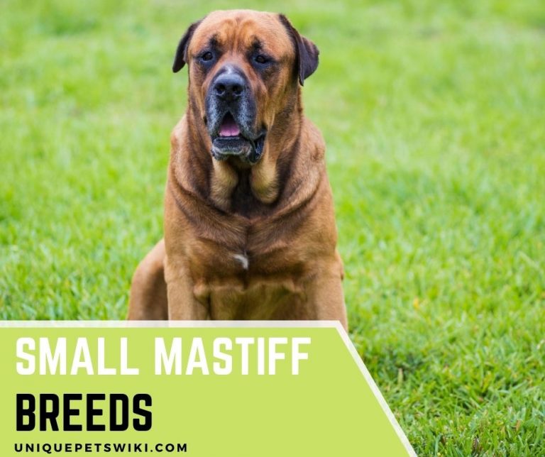 Top 5 Small Mastiff Breeds for Pets (With Pictures)