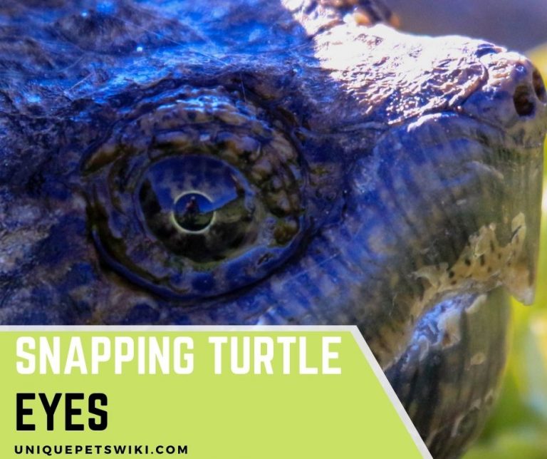 Snapping Turtle Eyes: Appearance, Common Problems and Care