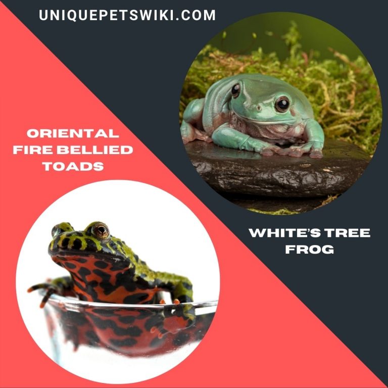 13 Best Beginner Friendly Pet Frogs (Good For Even Children)