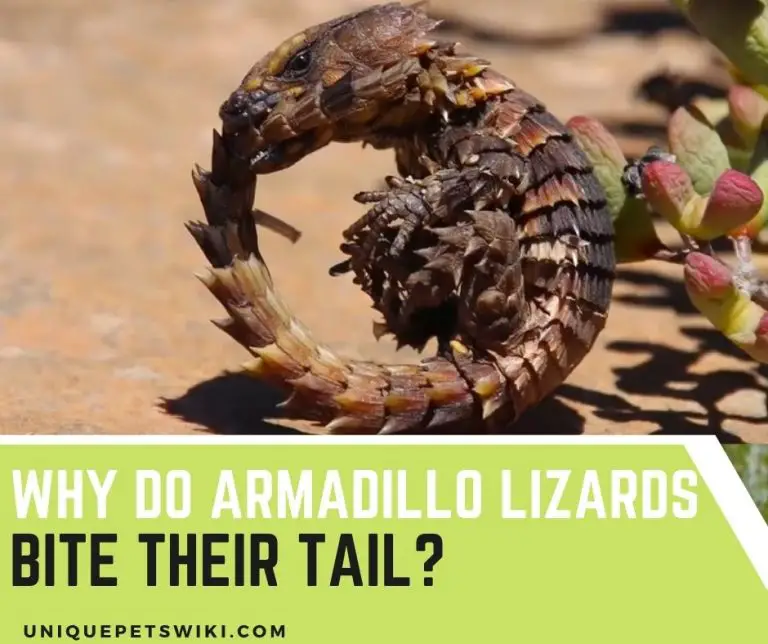 Why Do Armadillo Lizards Bite Their Tail? 5 Facts You Should Know