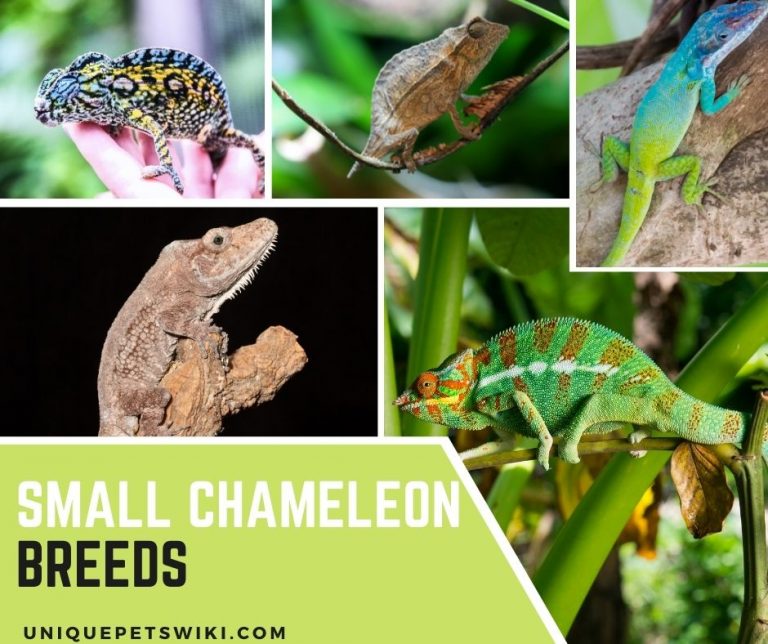 Top 5 Small Chameleon Breeds As Pets