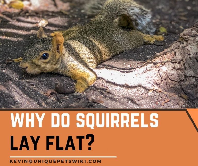 Why Do Squirrels Lay Flat? Top 3 Reasons Squirrels Lay Flat