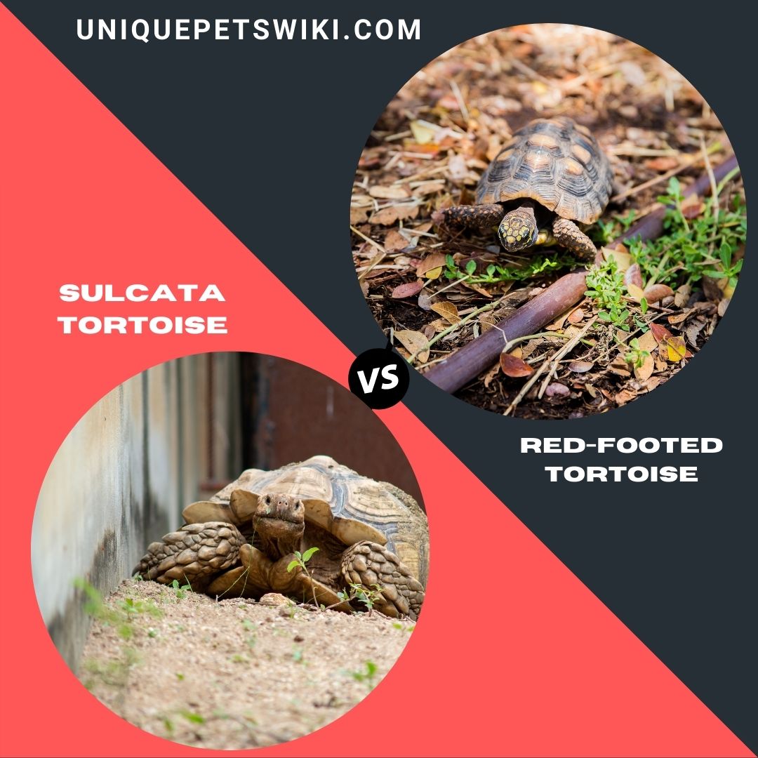 Sulcata vs. Redfoot Tortoise As Pets – Full Comparison
