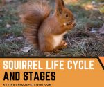 Squirrel Life Cycle: 5 Basic Stages You Must Know