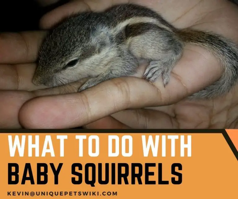 What To Do With Baby Squirrels 3 Steps To Care For Baby Squirrels