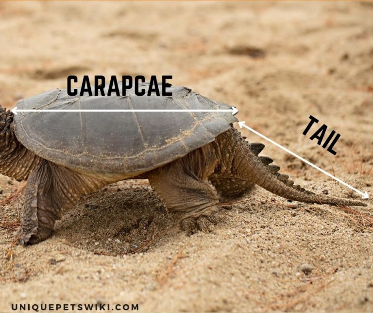 Snapping Turtle Tail Understanding: Appearance, Size and Sexing