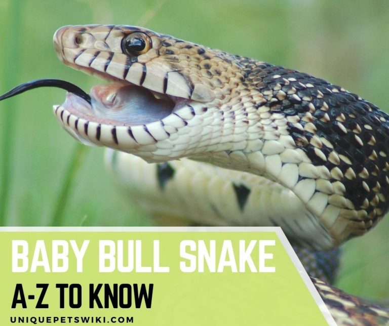 Baby Bull Snake: Everything You Should Know