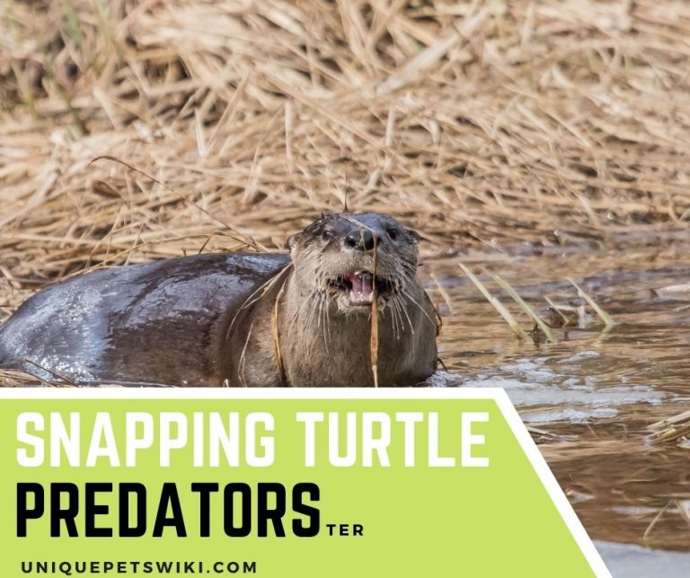 10 Most Dangerous Snapping Turtle Predators You Should Know