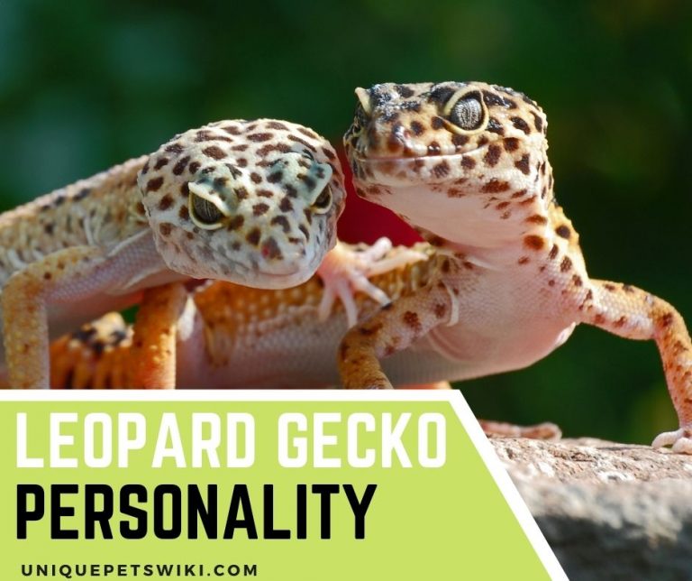 Leopard Gecko Personality: 5 Facts You Will Like