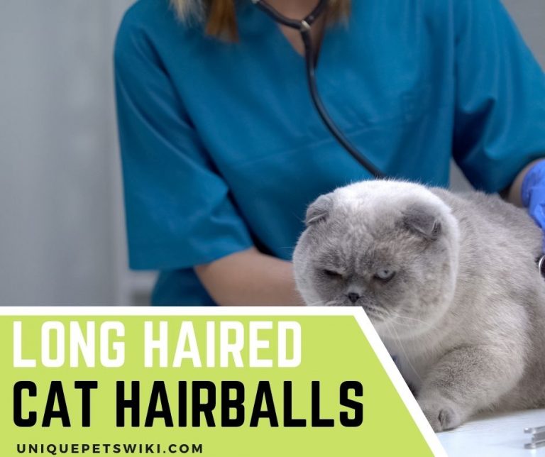 Long Haired Cat Hairballs: Symptoms, Causes, Remedies, And Prevention