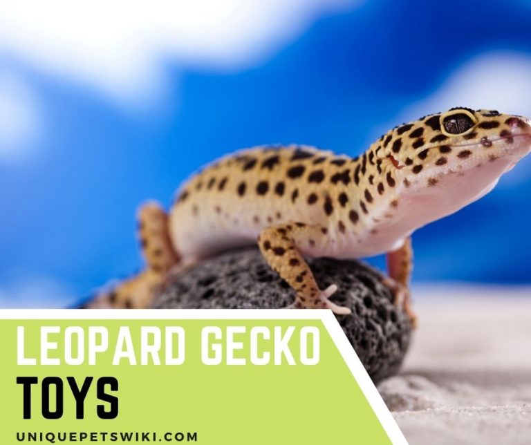 Leopard Gecko Toys: 11 Best Choices & Their Reviews