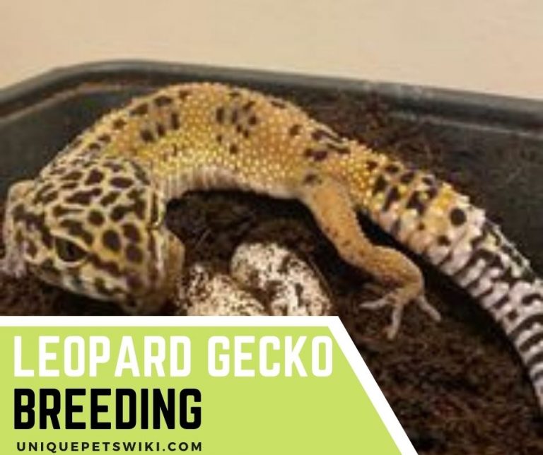 Leopard Gecko Breeding: 3 Important Things Owners Need To Know