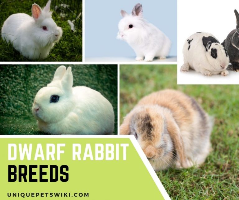 Top 8 Dwarf Rabbit Breeds For Pets