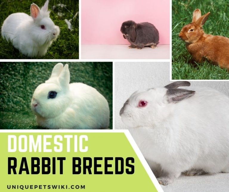 A-Z 60 Domestic Rabbit Breeds In The World (Pictures, Traits, & Facts)