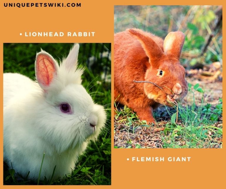 A-Z 60 Domestic Rabbit Breeds In The World (Pictures, Traits, & Facts)