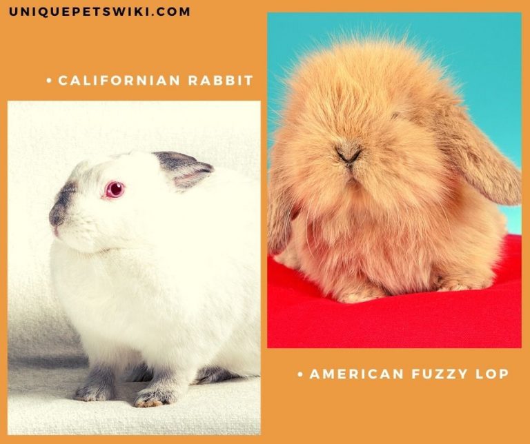 A-Z 60 Domestic Rabbit Breeds In The World (Pictures, Traits, & Facts)