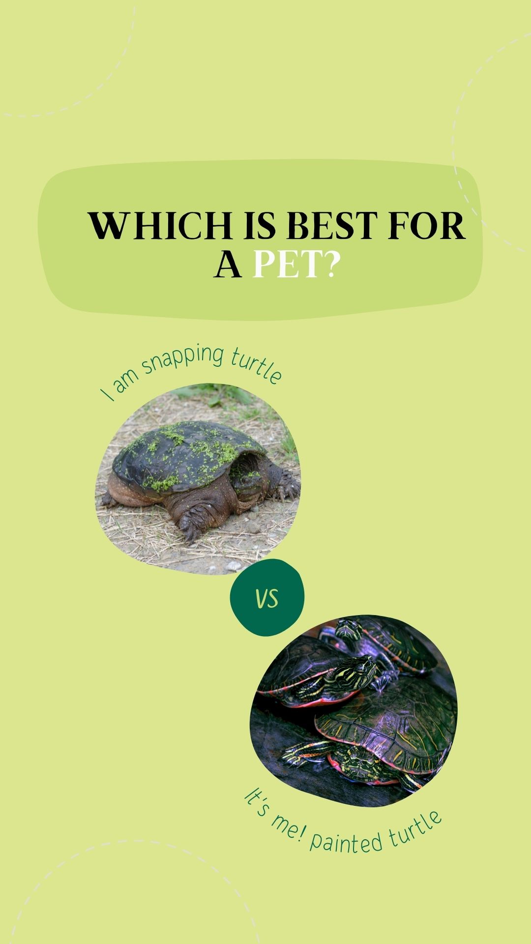 Snapping Turtle Vs Painted Turtle As Pets – Full Comparison Snapping Turtle Vs Painted Turtle As Pets – Full Comparison