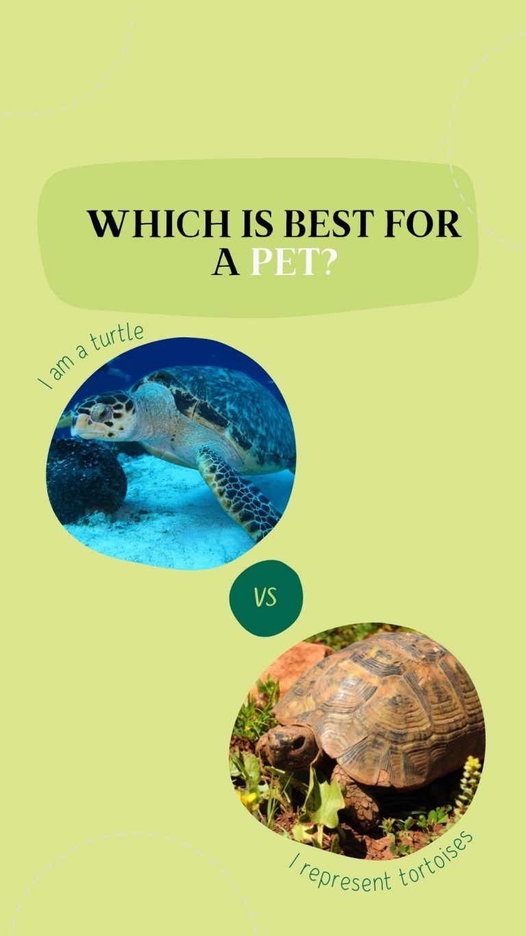 Turtle Vs Tortoise As Pets – Full Comparison