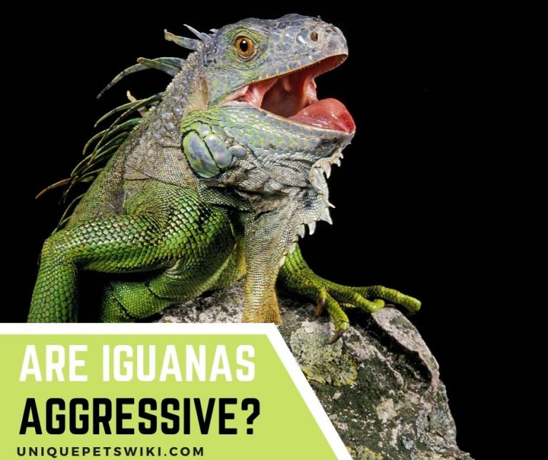 Are Iguanas Aggressive To Humans? Secrets You Didn’t Know