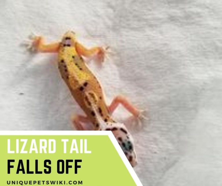 Lizard Tail Falls Off: 3 Facts You Should Know