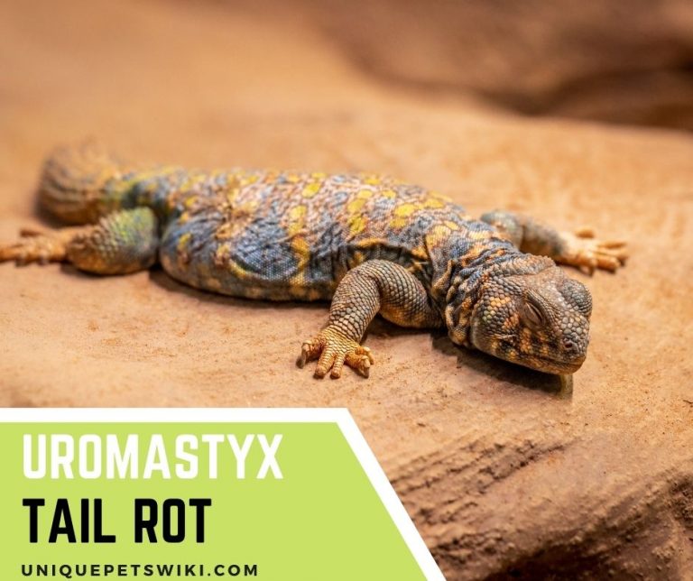 Uromastyx Tail Rot: 5 Causes And Best Tips How To Prevent