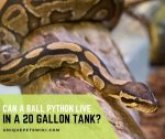 Can A Ball Python Live In A 20 Gallon Tank?