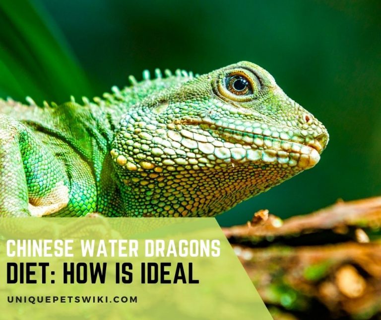Chinese Water Dragons Diet: How Is Ideal
