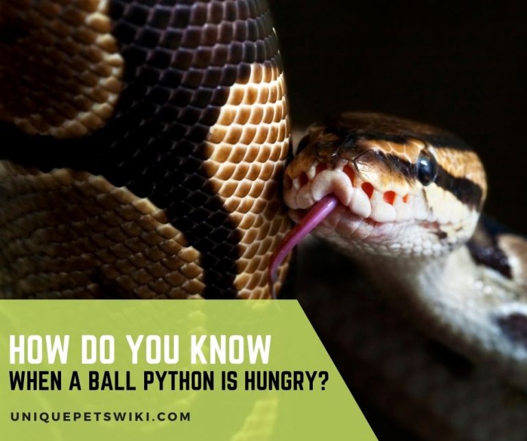 How Do You Know When A Ball Python Is Hungry?