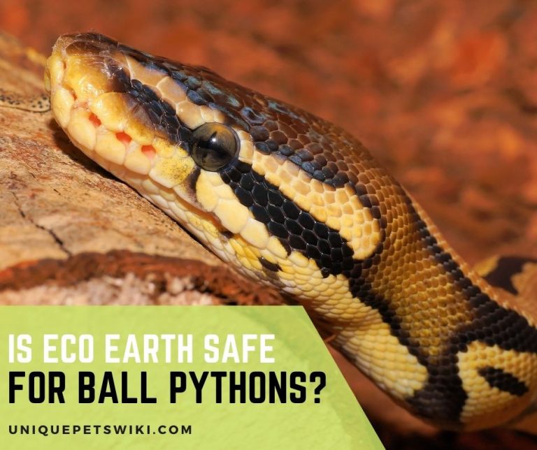 Is Eco Earth Safe for Ball Pythons?