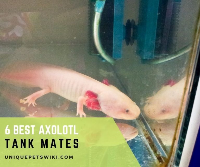 6 Best Axolotl Tank Mates