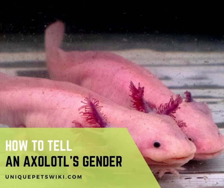 How To Tell An Axolotls Gender