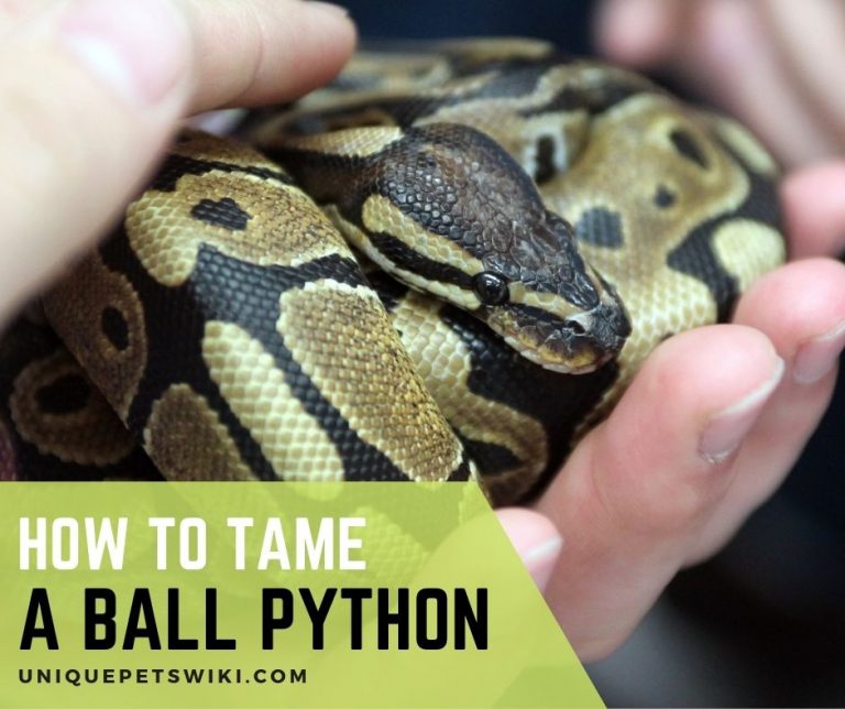 How to Tame a Ball Python: 6 Steps and 5 TIPS