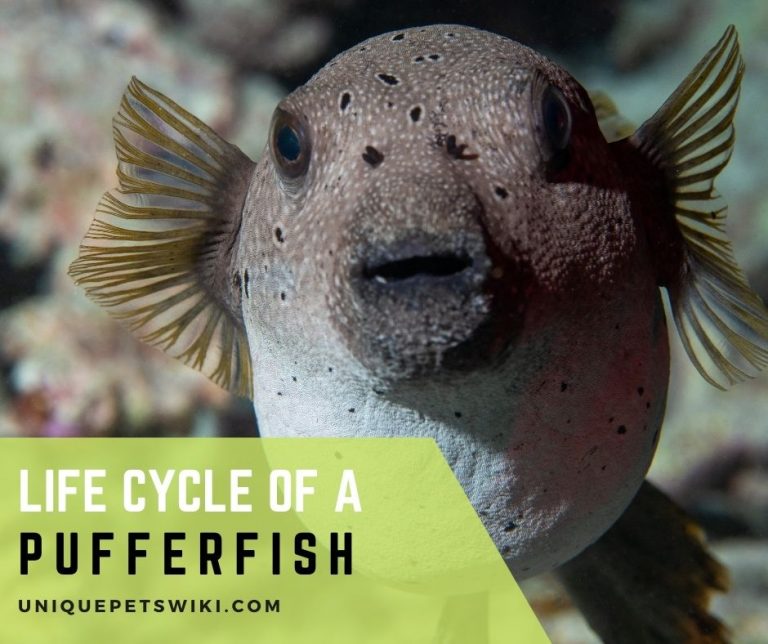 Life Cycle of A Pufferfish [Inforgraphic Included]