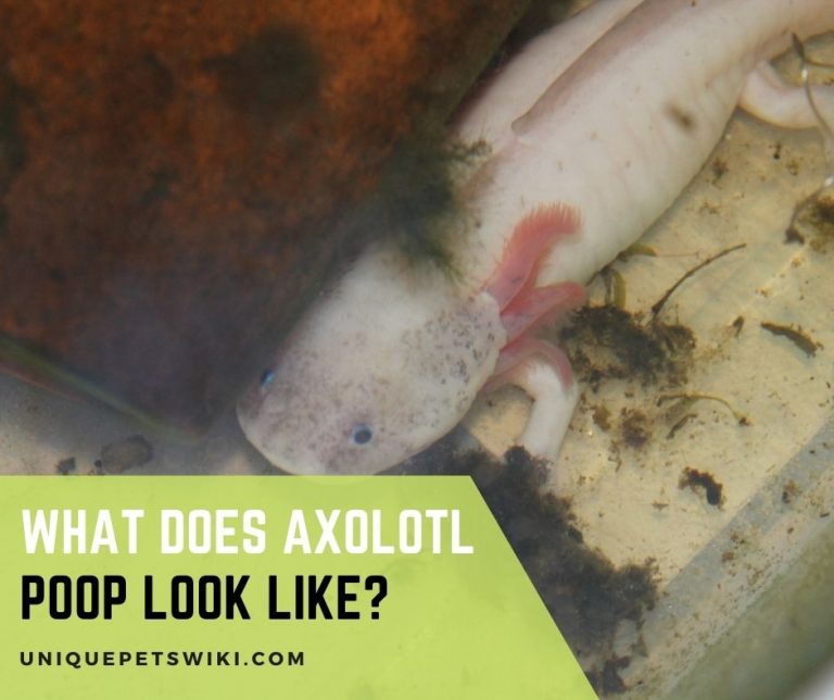 What Does Axolotl Poop Look Like?