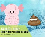 Axolotl Poop: Everything You Need to Know