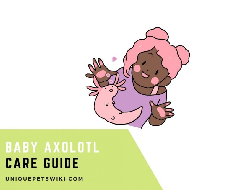 How to Care for A Baby Axolotl? (Setup, Food, Health Issues)