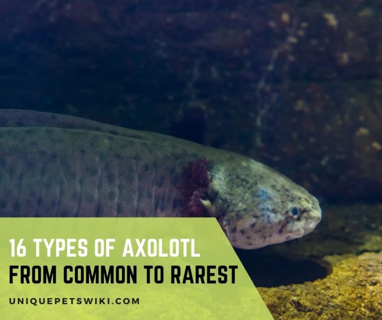 16 Types of Axolotl from Common to Rarest