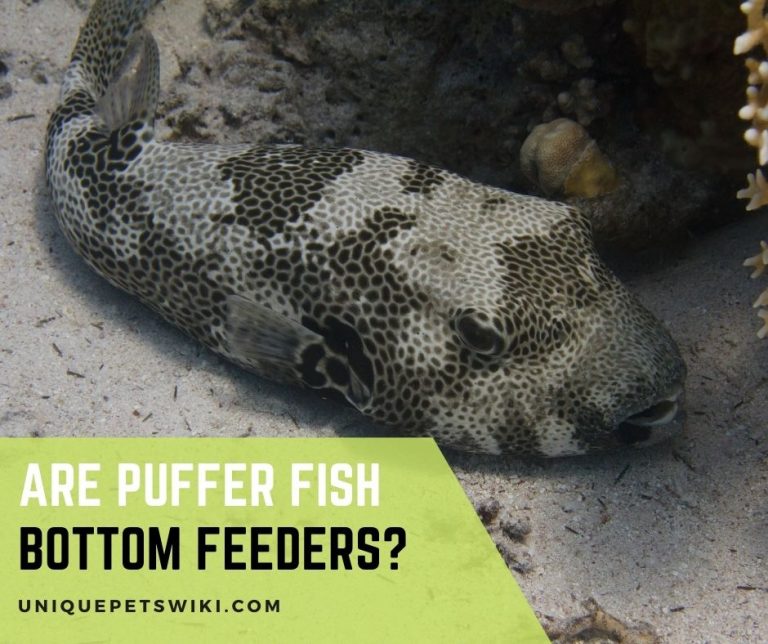 Are Puffer Fish Bottom Feeders?