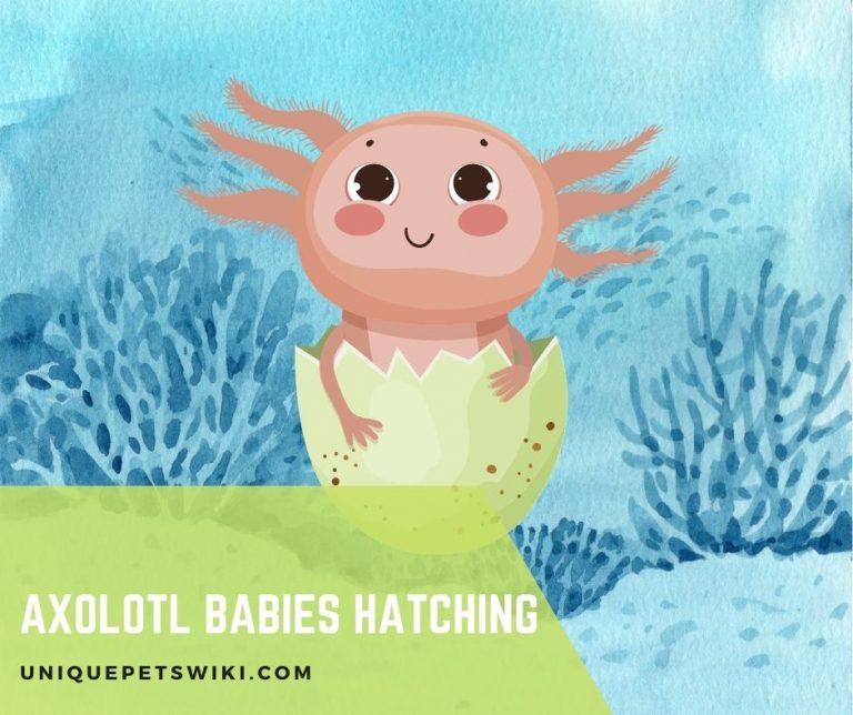 Axolotl Babies Hatching: Complete Guide